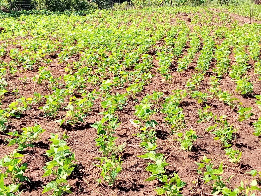 Winter harvest continues - TARIRO UK, HOPE FOR YOUTH IN ZIMBABWE