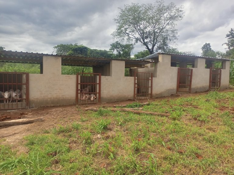 Kids and pigs, pigs and kids - TARIRO UK, HOPE FOR YOUTH IN ZIMBABWE